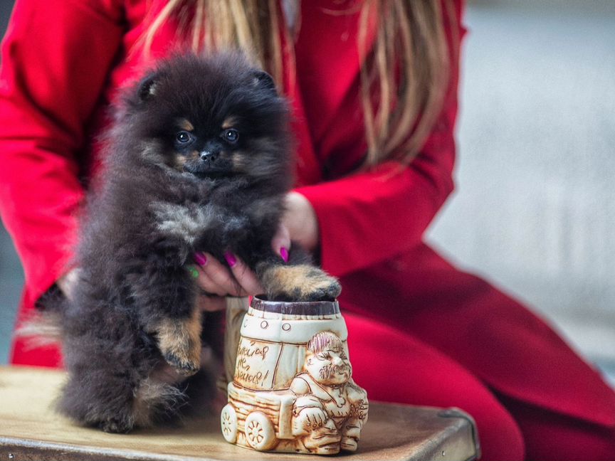 Померанский шпиц мини мальчик