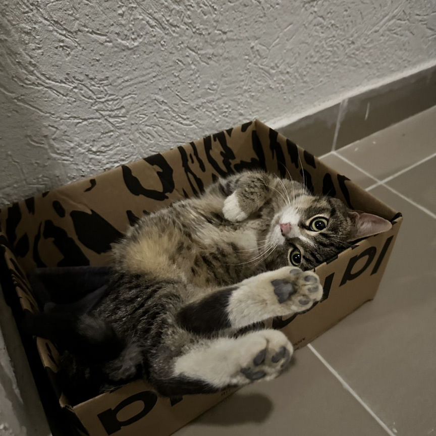 Котенок подросток