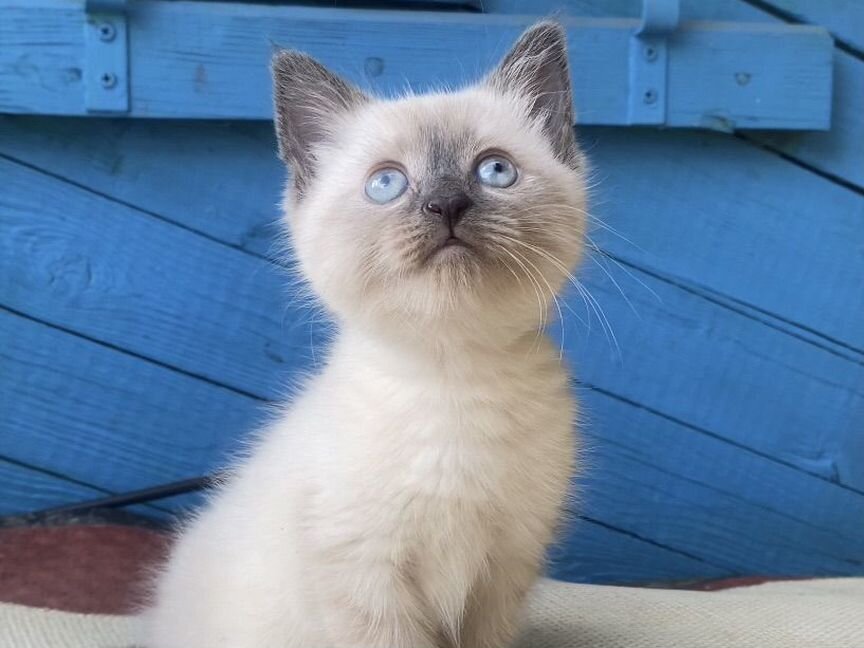 Котенок невская маскарадная