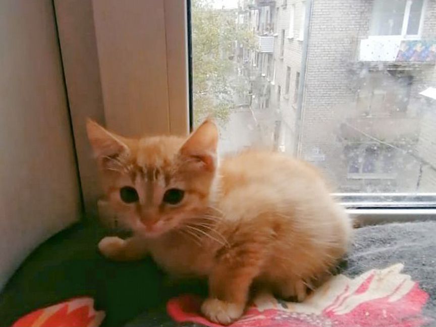 Рыжий котенок мальчик 2,5 месяца