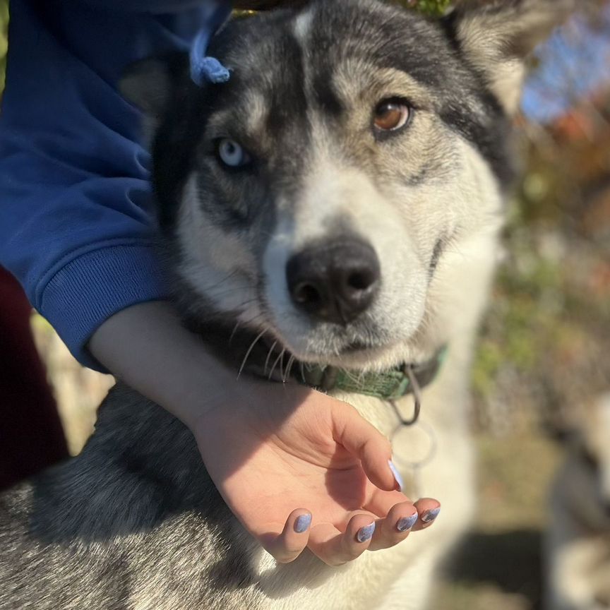 Сибирский хаски с волшебными глазами