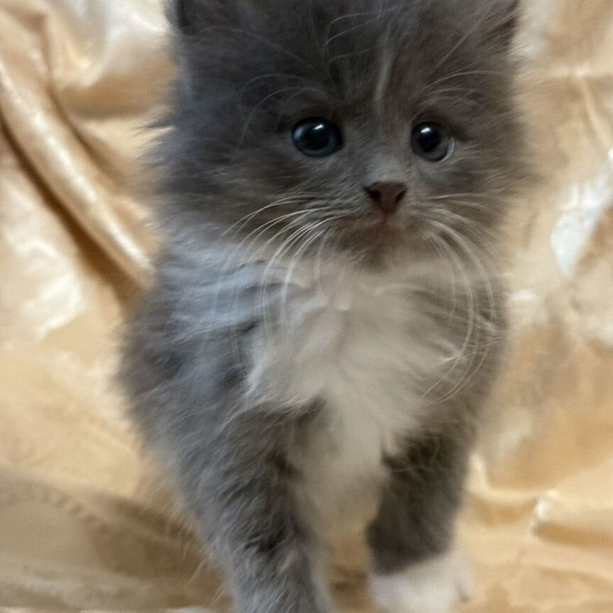 Котенок в хорошие руки