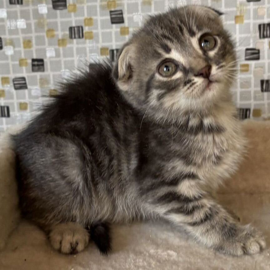 Котята в добрые руки бесплатно девочка