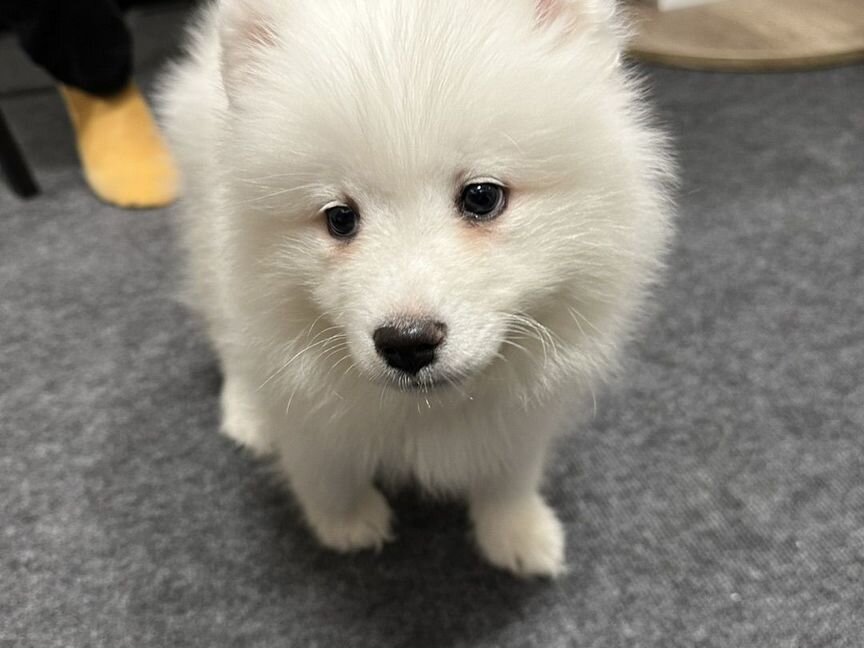 Щенок Самоеда Белолакай