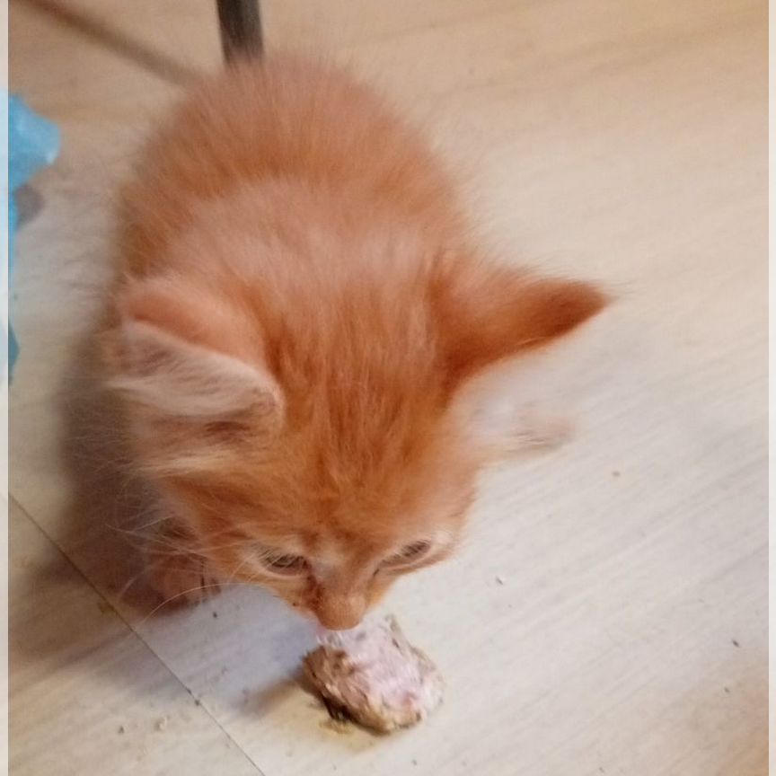 Отдам бесплатно котят