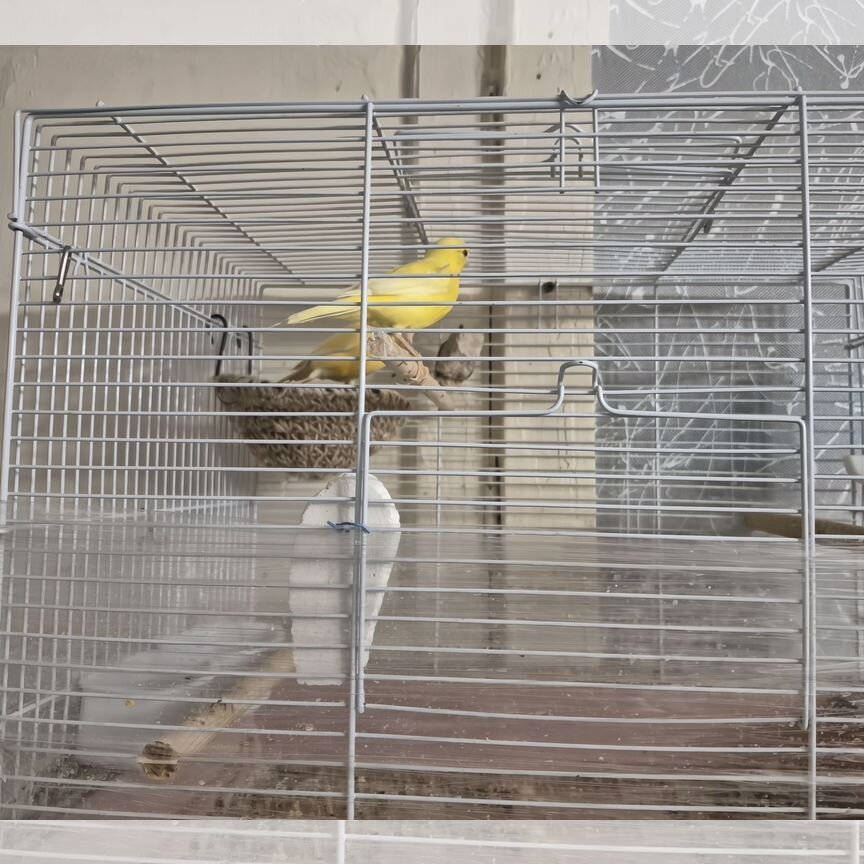 Певчие птицы