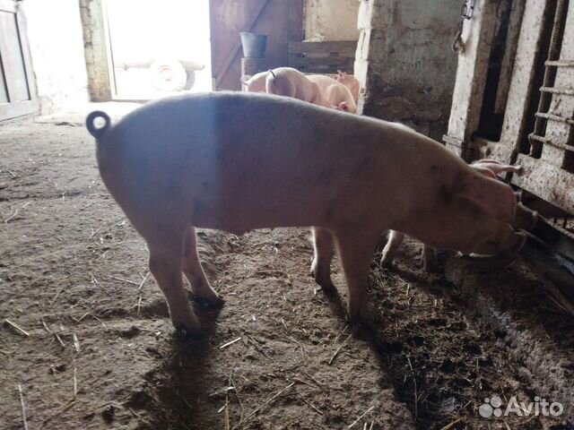 Хряк на племя