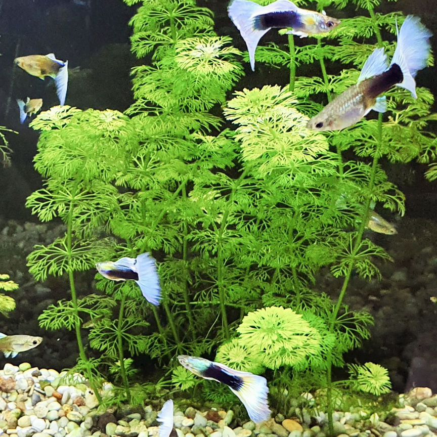 Рыбки гуппи