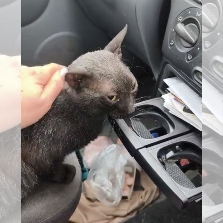 Донской сфинкс, взрослый кот