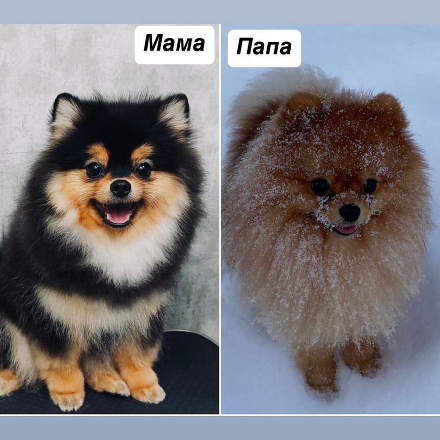 Щенки померанского шпица