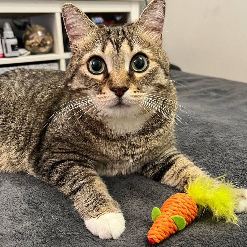 Котик Кузя в добрые руки