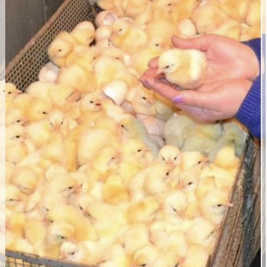 Продам суточных цыплят бройллерные