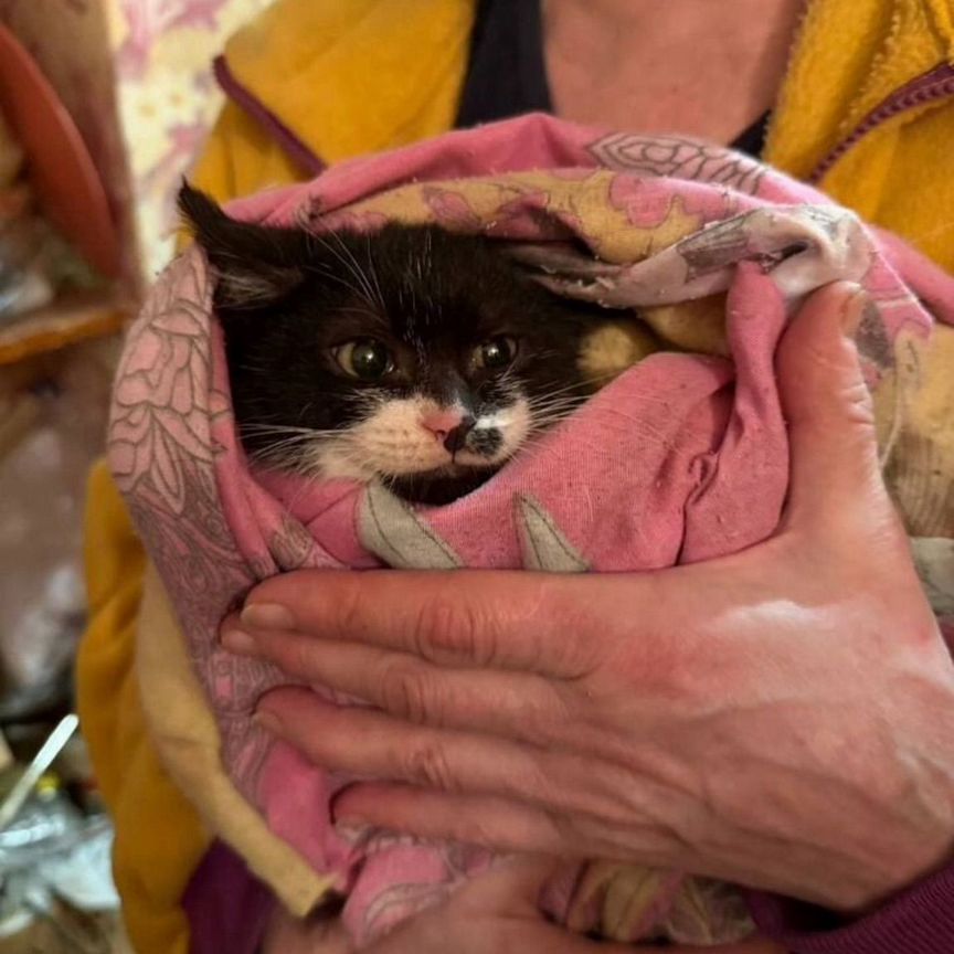 Котёнок в добрые руки