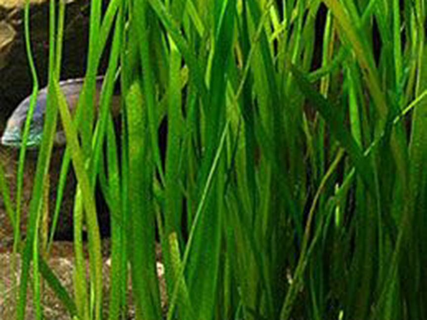 Валлиснерия - аквариумное растение