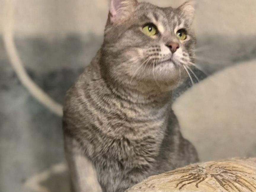 Кот в добрые руки