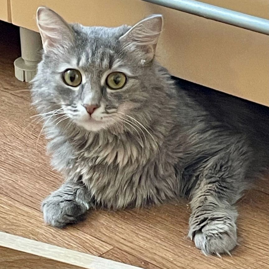 Приютите сироту