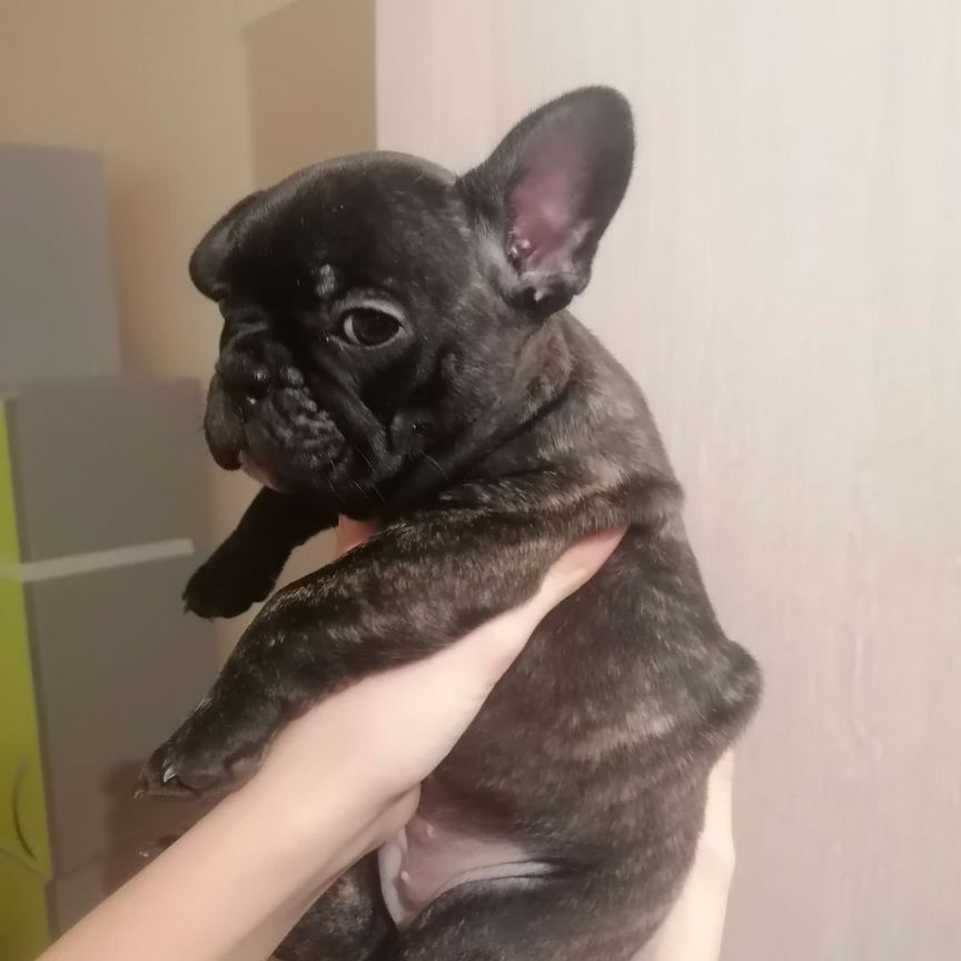 Французский бульдог, щенок