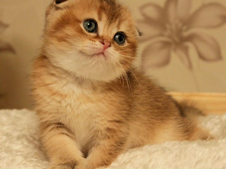 Шотландские котята