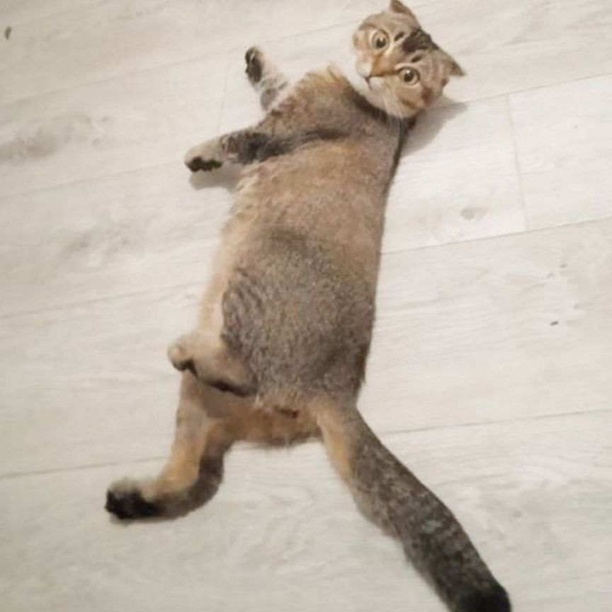 Ищем котенка или взрослого кота мальчика