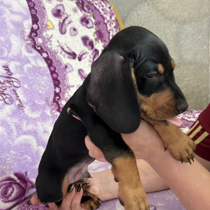 Щенок таксы