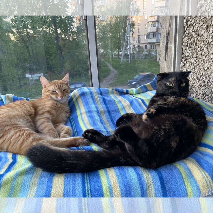 Кот и кошка