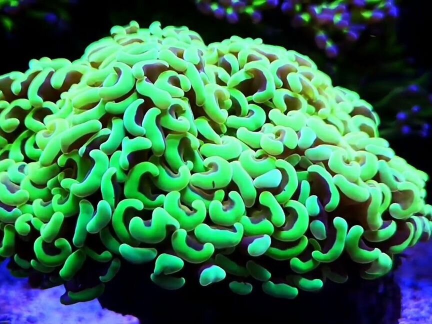 Коралл эуфилия молоточковая