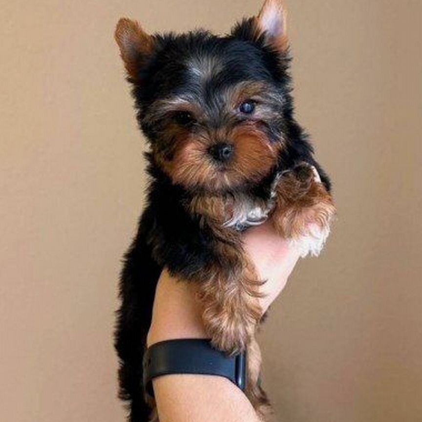 Йоркширский терьер, щенок