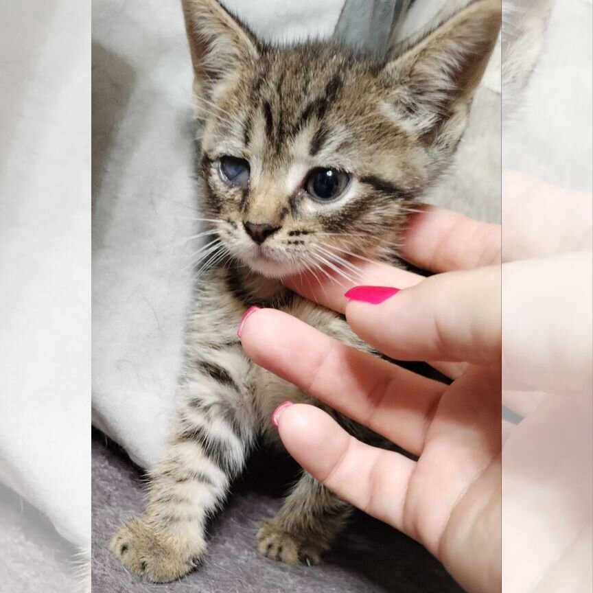 Котенок девочка