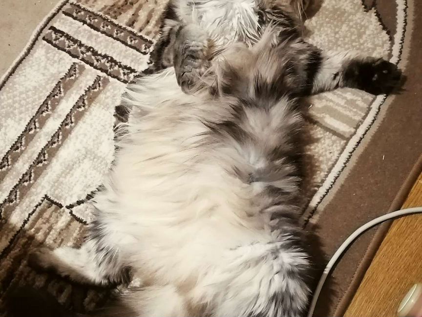 Отдам бесплатно кота вислоухого шотландца