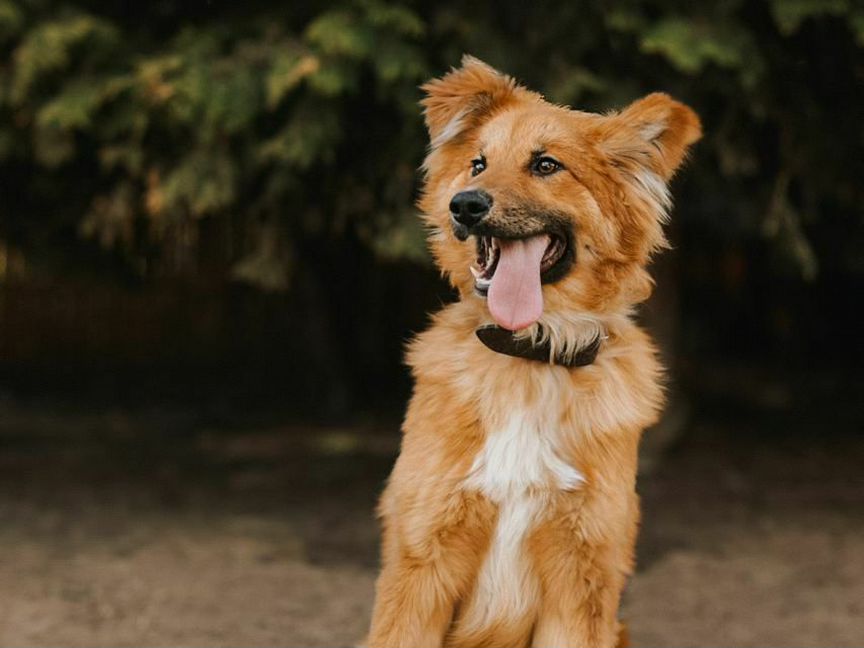 Рыжий щенок ищет дом