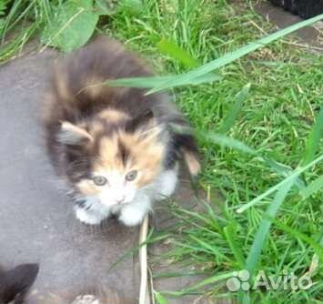 Кошка и котятки ищут дом