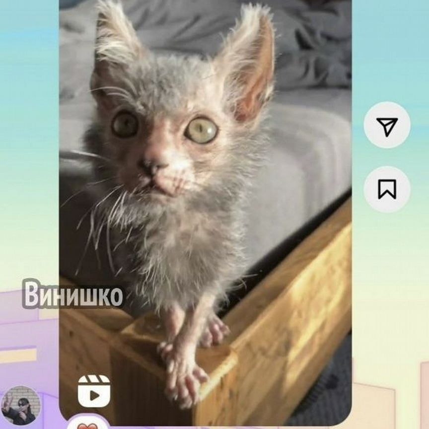 Котёнок в добрые руки