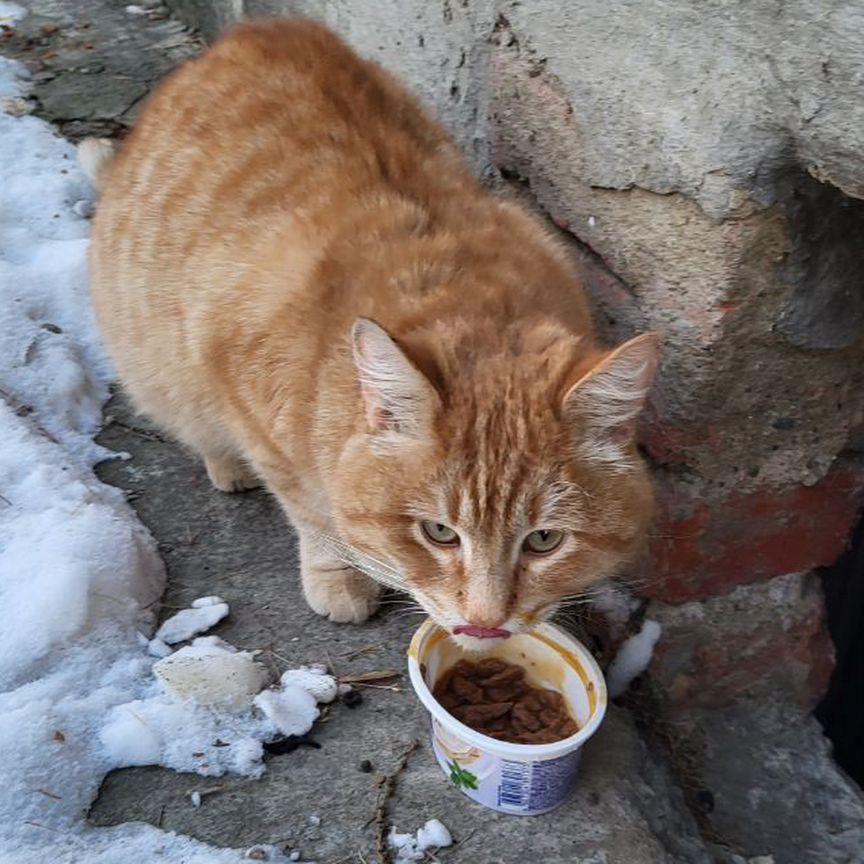 Взрослый кот в добрые руки