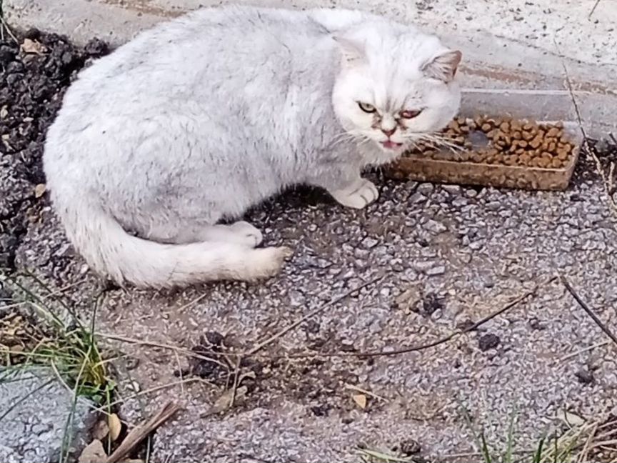 Найдена кошка