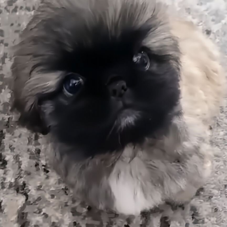 Пекинес, щенок