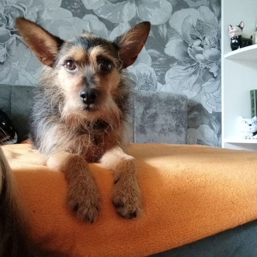 Собака Арчи