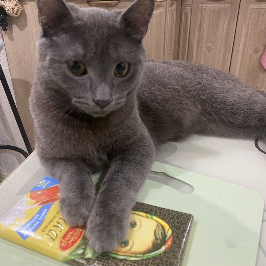 Мартин кот