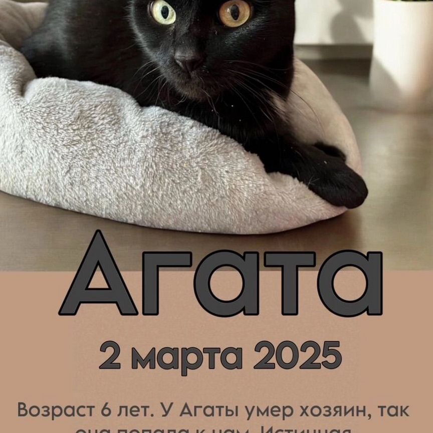 Агата кошка