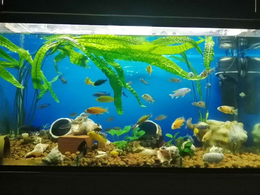 Обслуживание аквариумов