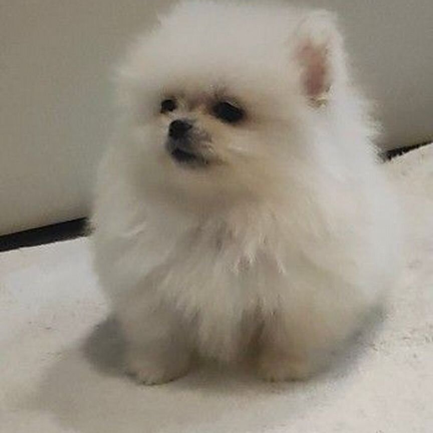 Померанский миниатюрный шпиц девочка