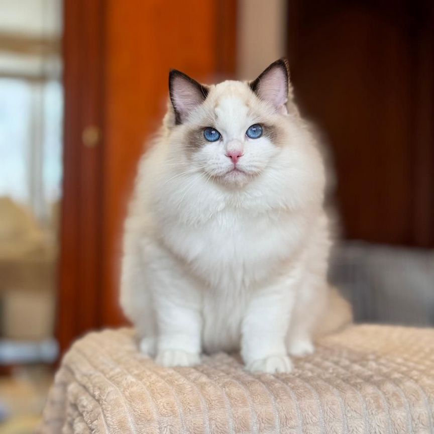 Котик Рэгдолл