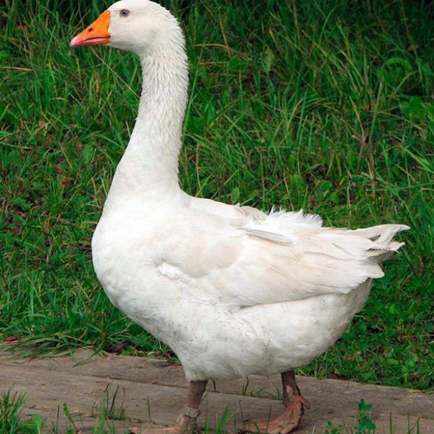 Гуси живым весом