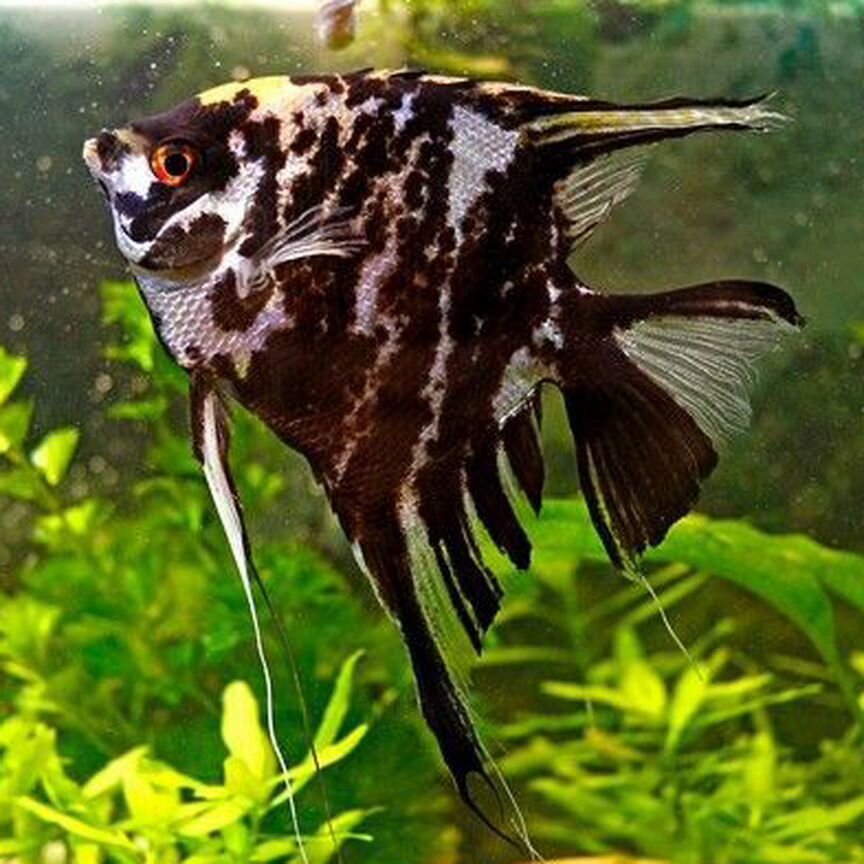 Скалярия мраморная, самка