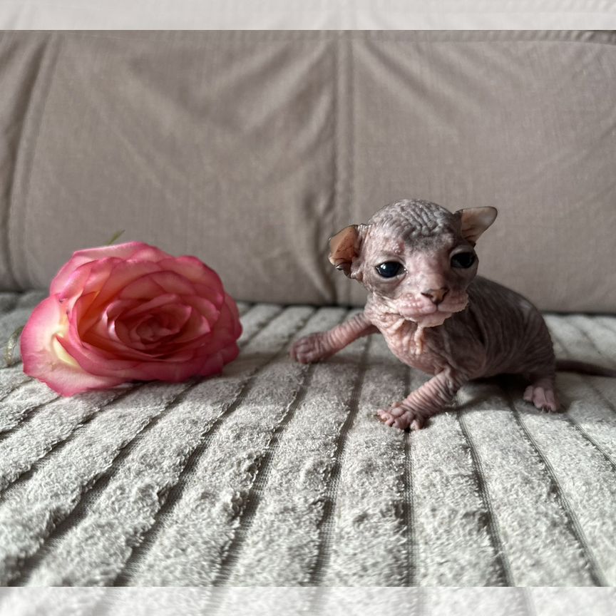 Котята сфинкс