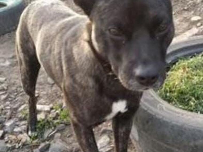 Метис стаффорда в добрые руки