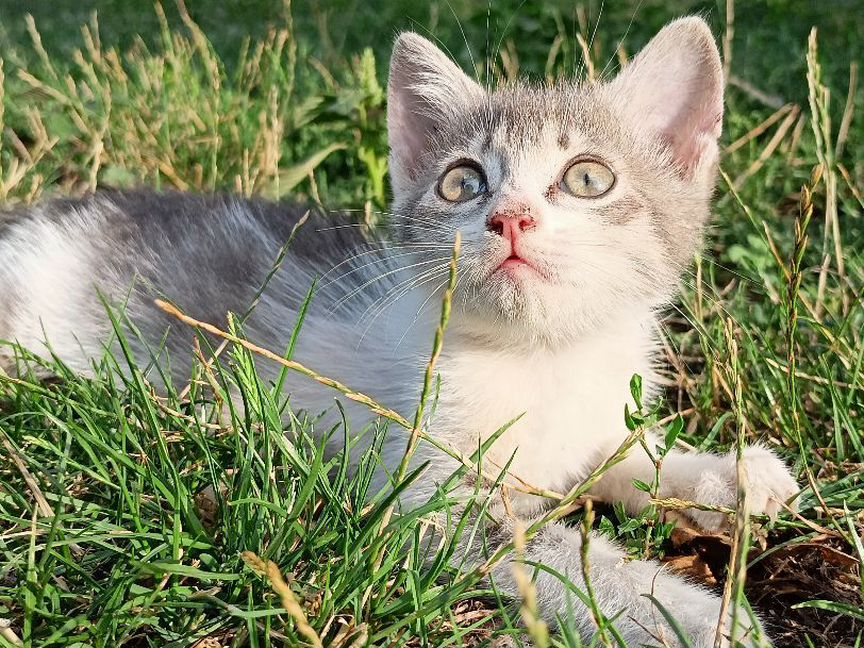 Котенок в добрые руки