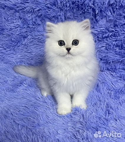 Персидская шиншилла