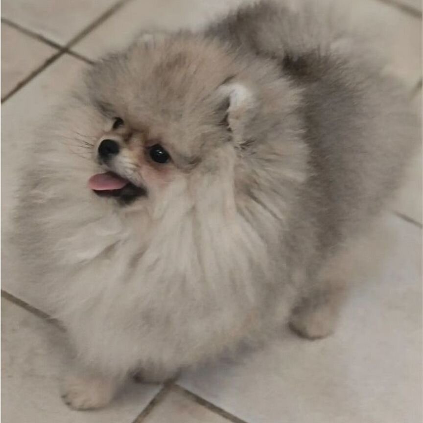Померанский шпиц, щенок