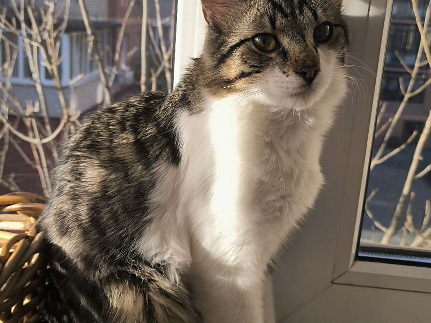 Котенок в добрые руки