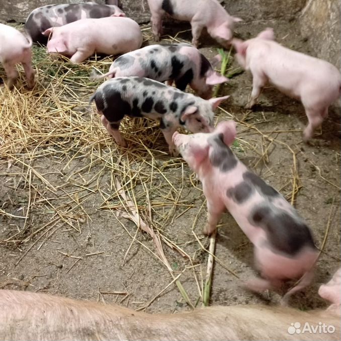 Поросенок ландрас